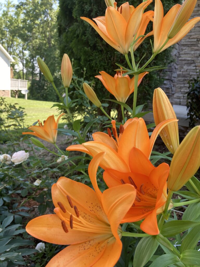 Hoa Lily – Carpe Diem