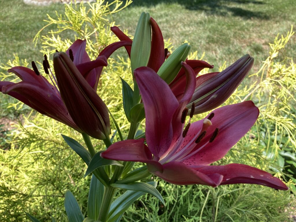 Hoa Lily – Carpe Diem